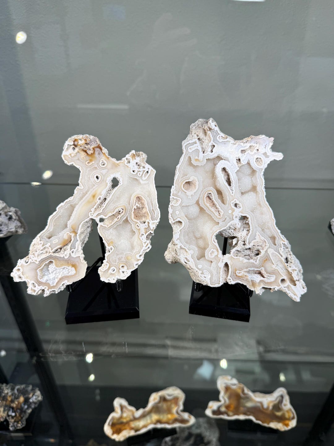 Fossil Agatized Coral Rare Color Geode Cut & Polished - Etsy