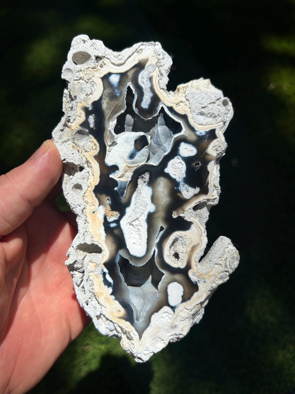 Fossil Agatized Coral Rare Color Geode Cut & Polished - Etsy