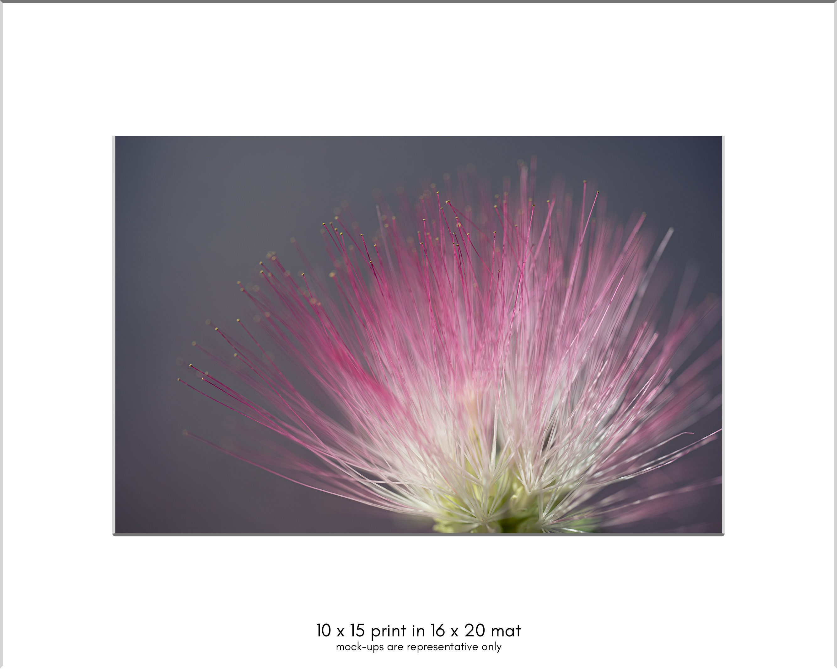 Persian Silk Tree Flower Photograph Matted Fine Art Print - Etsy