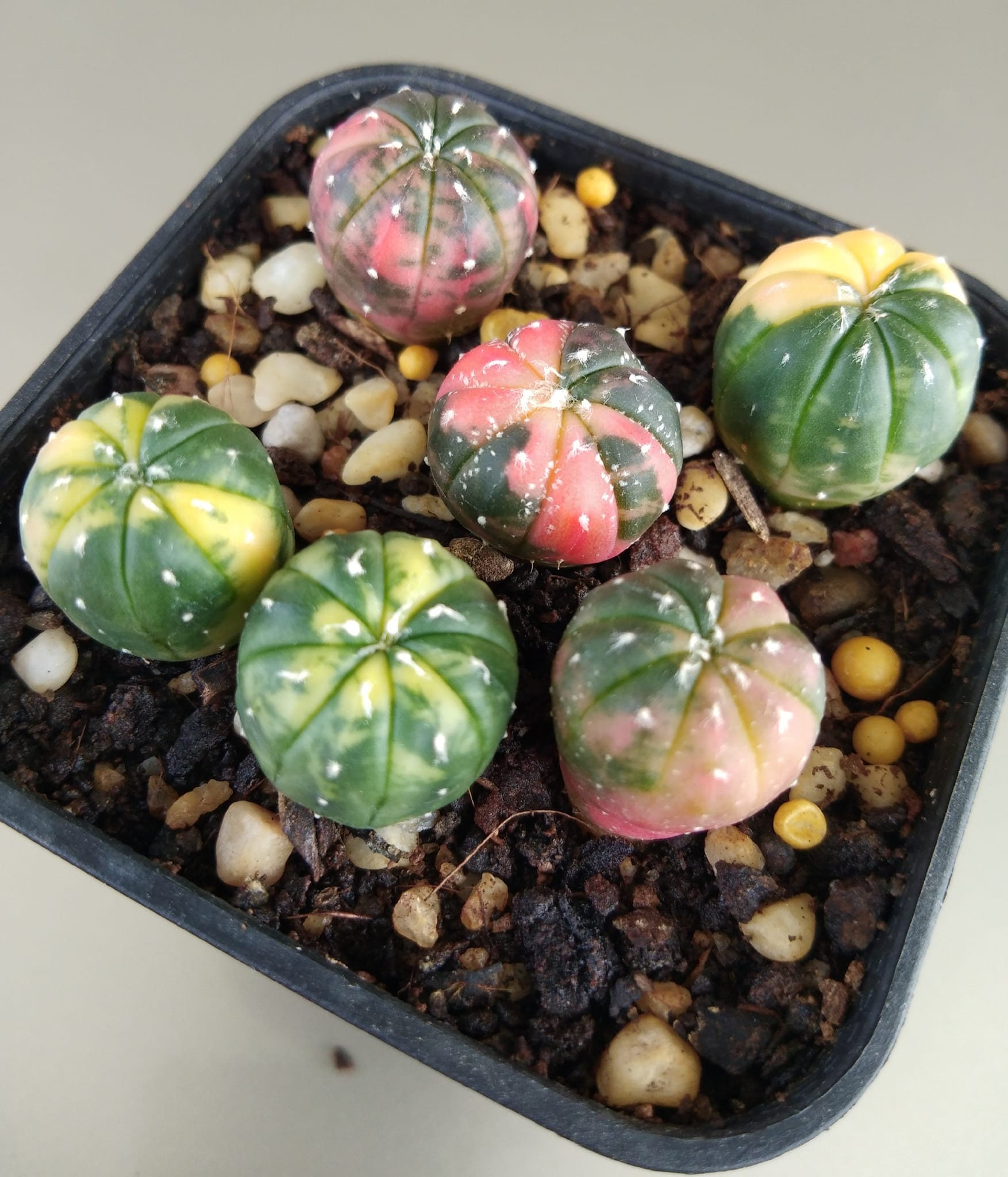 10 SEEDS Astrophytum Variegata Multi-color Nishiki cactus - Etsy Singapore
