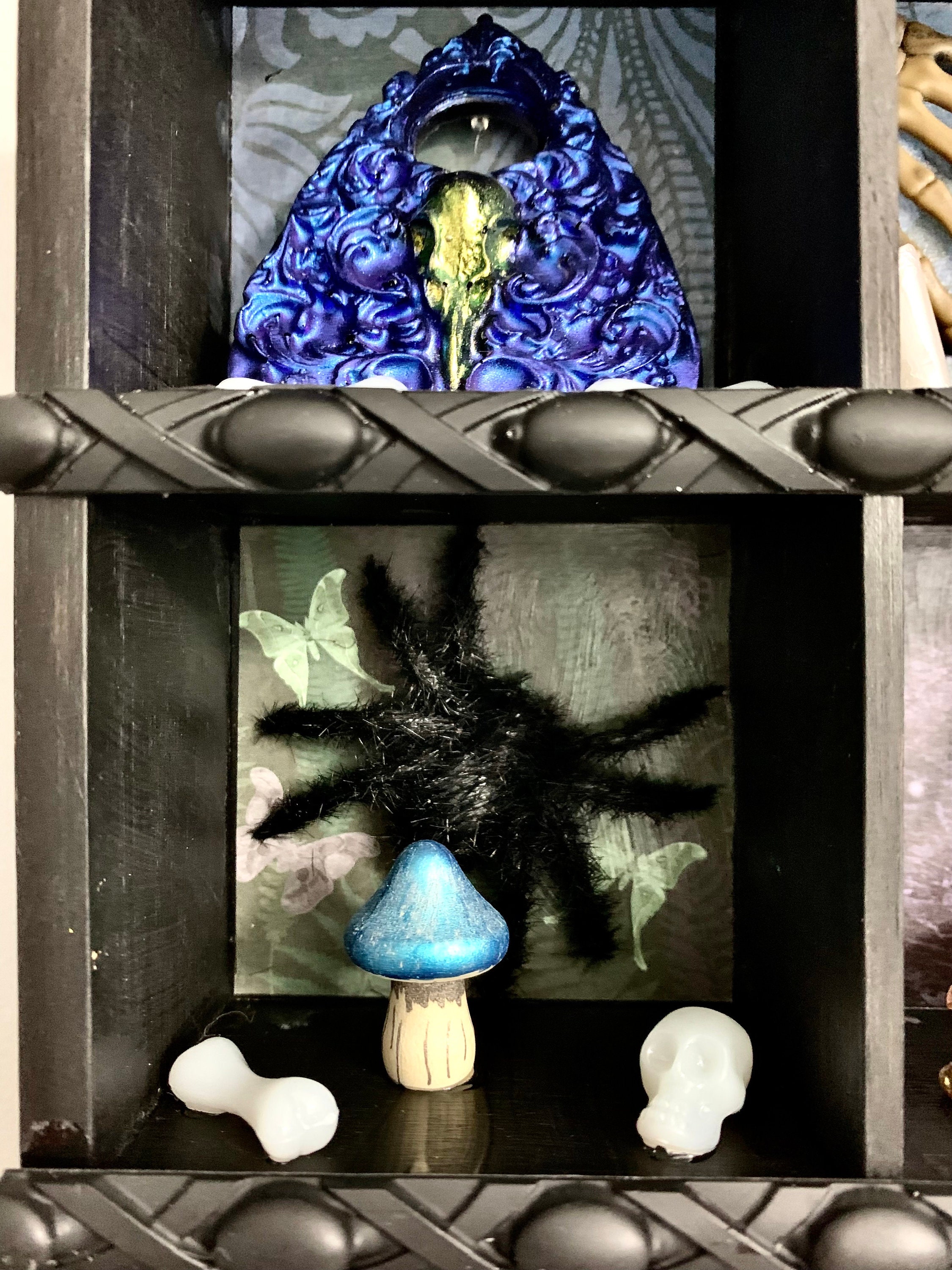 Curiosity Display - Etsy