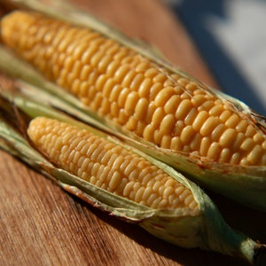 Miniature Corn 1/6 Scale, 1/12 Scale, Mini Vegetables for a Dollhouse ...