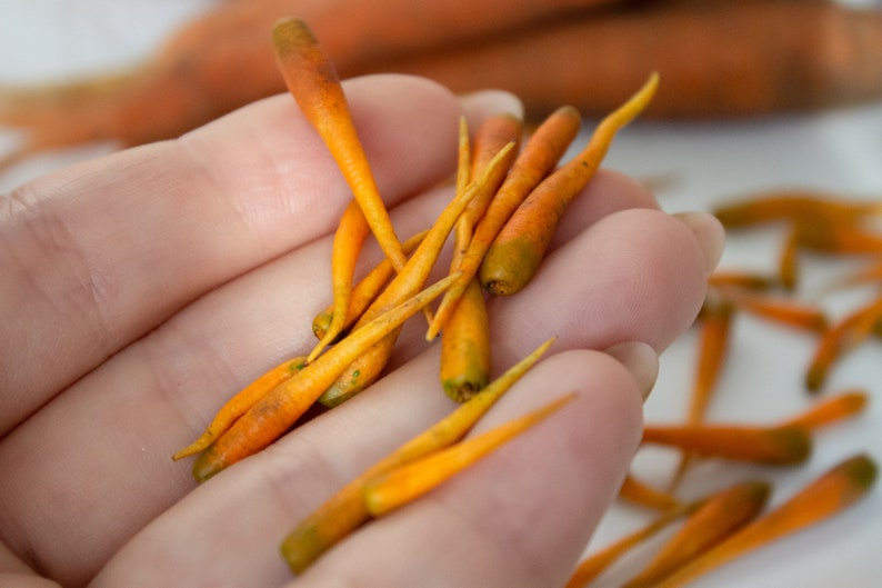 Dollhouse Miniature Carrots, 1/6 and 1/12 Scale - Etsy