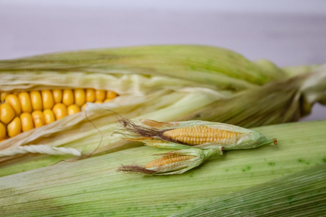 Miniature Corn 1/6 Scale 1/12 Scale Mini Vegetables for a - Etsy