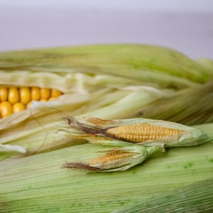 Miniature Corn 1/6 Scale 1/12 Scale Mini Vegetables for a - Etsy