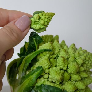 Miniature Cabbage, Cauliflower 1/6 Scale, 1/12 Scale, Mini Vegetables ...