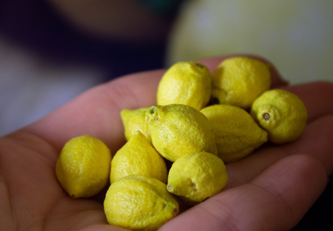 Miniature Lemons 1/6 Scale, Mini Fruits for a Dollhouse, Realistic ...