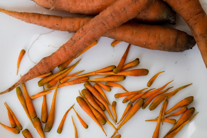 Dollhouse Miniature Carrots, 1/6 and 1/12 Scale - Etsy