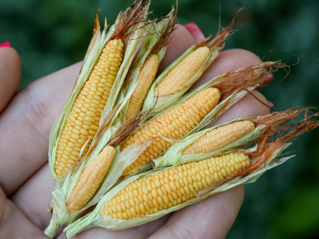 Miniature Corn 1/6 Scale, 1/12 Scale, Mini Vegetables for a Dollhouse ...