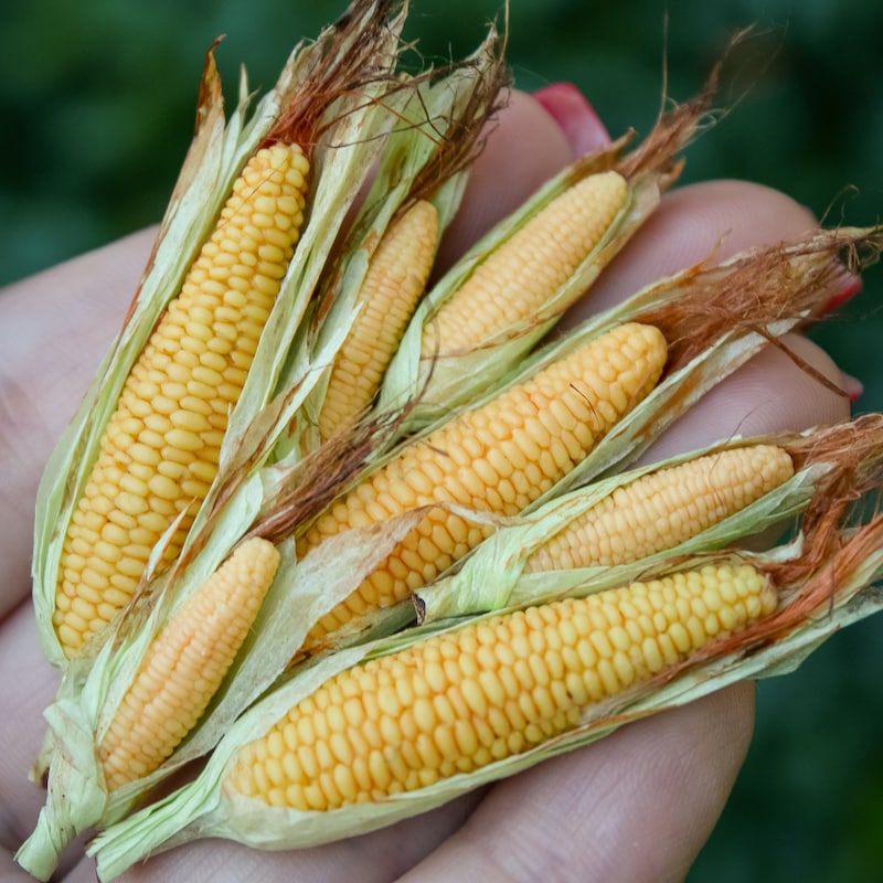 DollsBoutiqueShop - Etsy