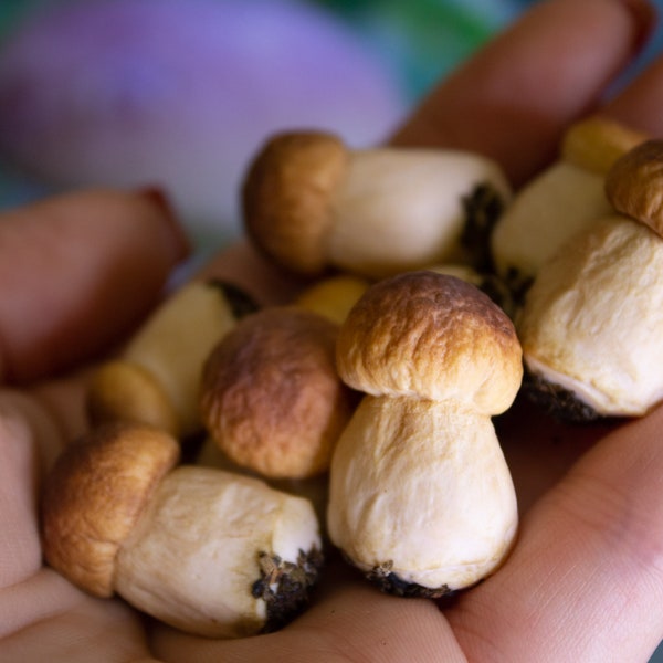 Miniature Mushroom - Etsy