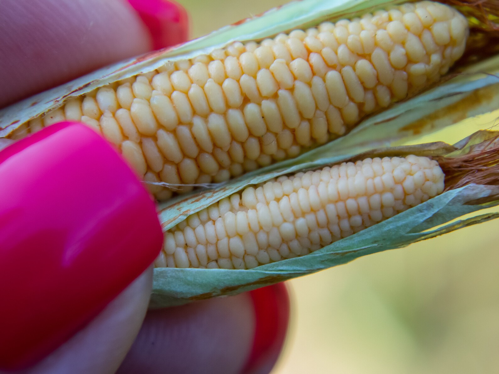 Miniature Corn 1/6 Scale, 1/12 Scale, Mini Vegetables for a Dollhouse ...