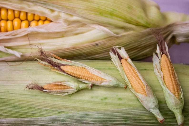 Miniature Corn 1/6 Scale 1/12 Scale Mini Vegetables for a - Etsy