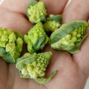 Miniature Cabbage, Cauliflower 1/6 Scale, 1/12 Scale, Mini Vegetables ...