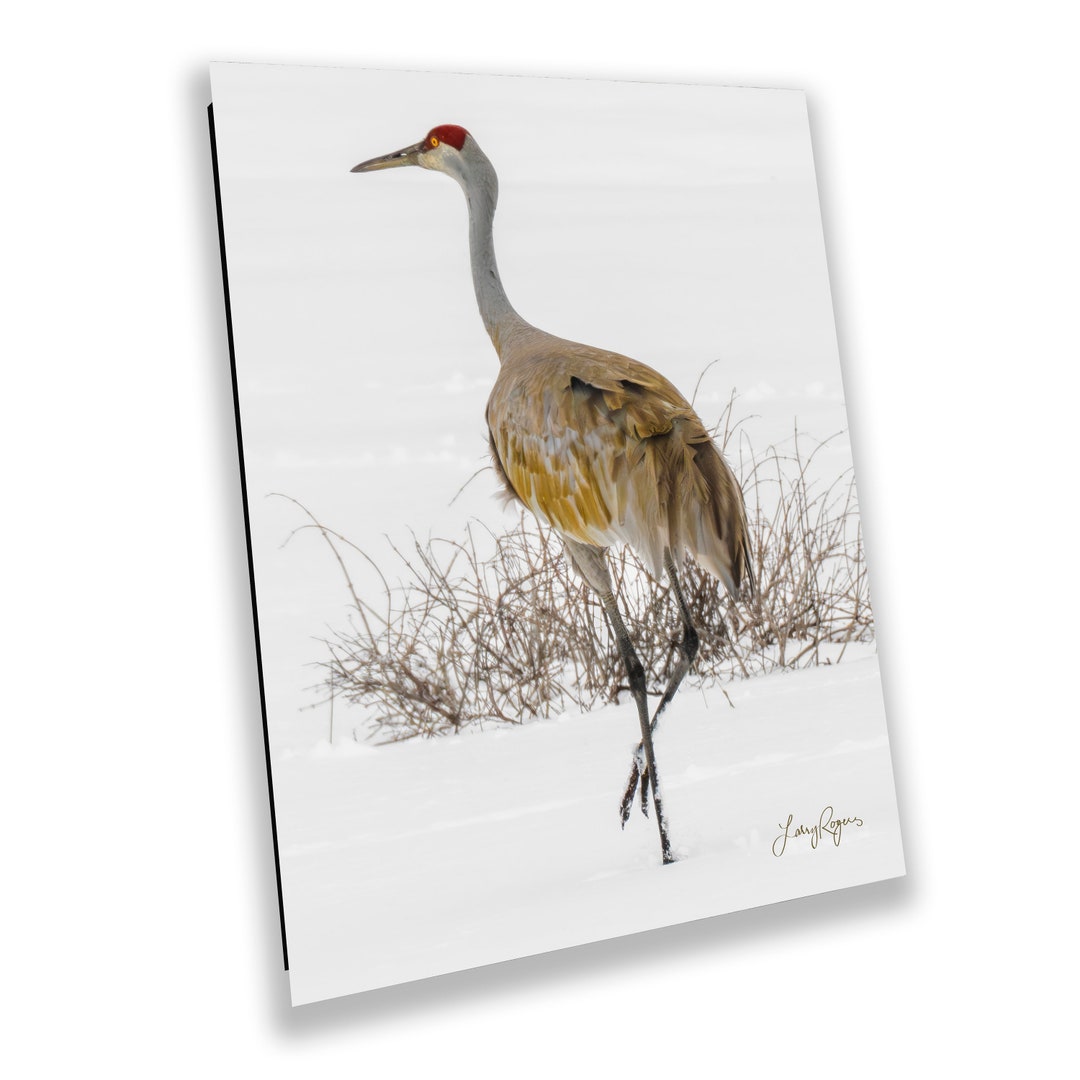 Sandhill Crane, Yellowstone National Park, Western Wall Art, Available ...
