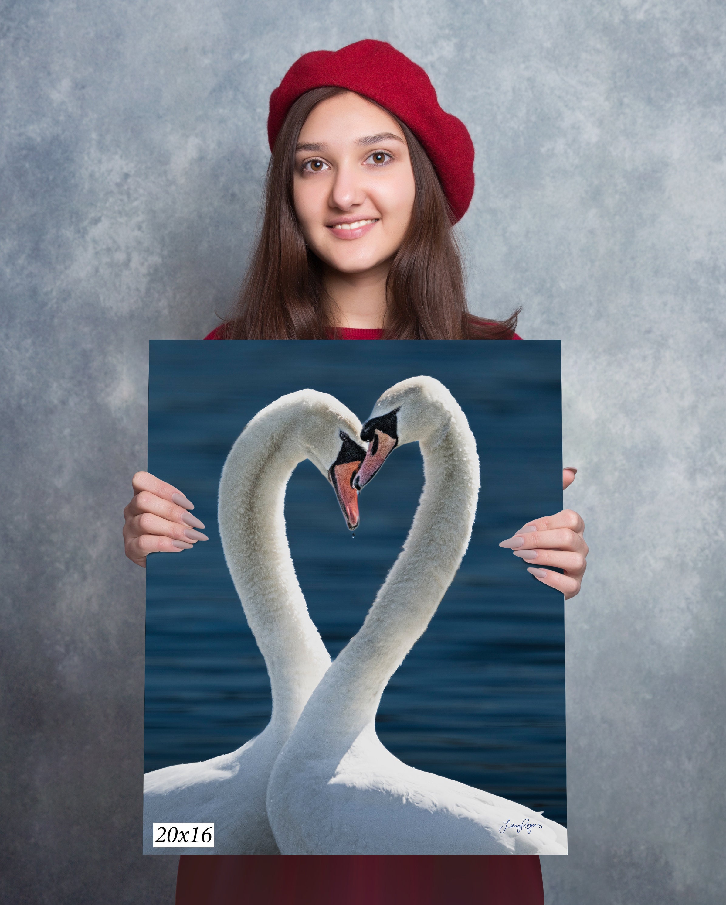 Swans Embrace, Anniversary, Birthday. Love Birds, Wildlife Art on Paper ...