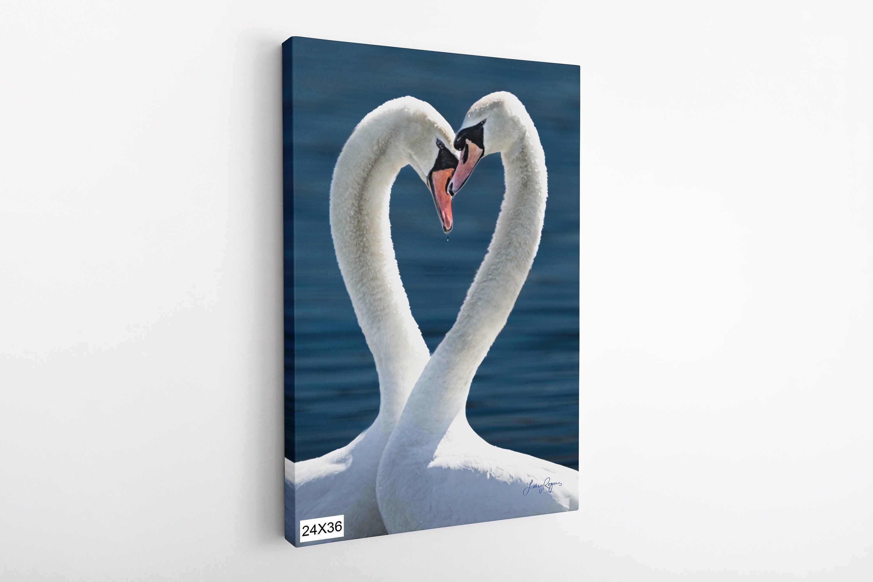 Swans Embrace, Anniversary, Birthday. Love Birds, Wildlife Art on Paper ...