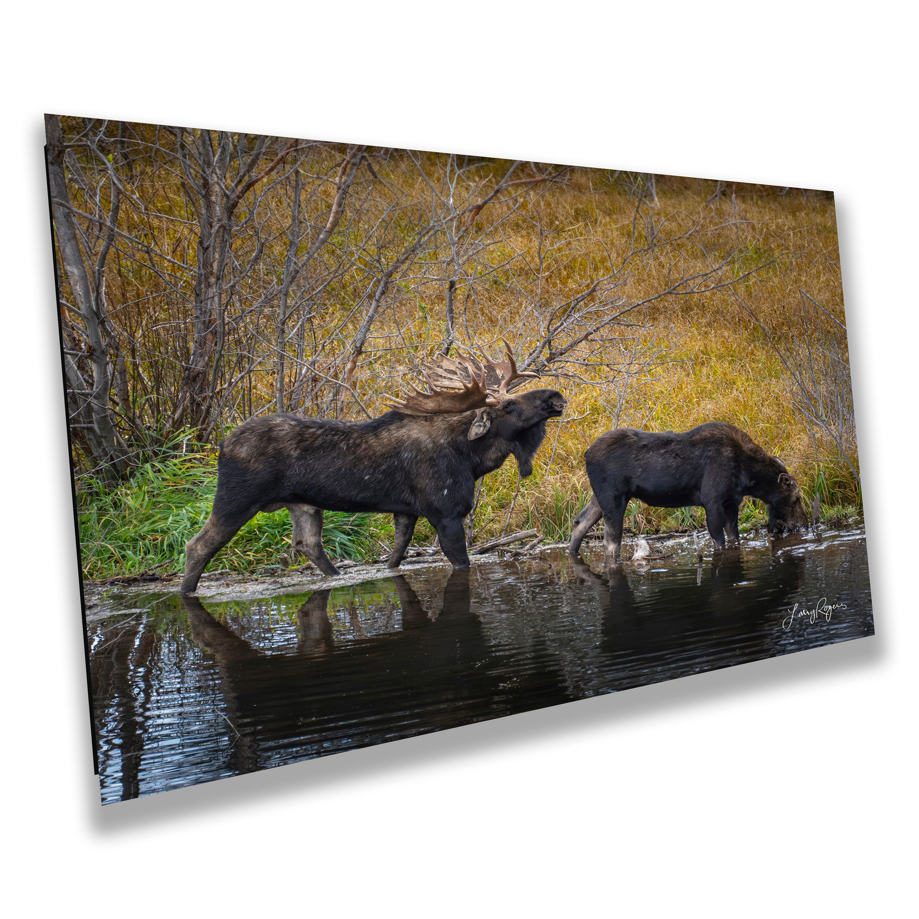 Hoback, Famous Bull Moose of Grand Teton National Park, Western Wall ...