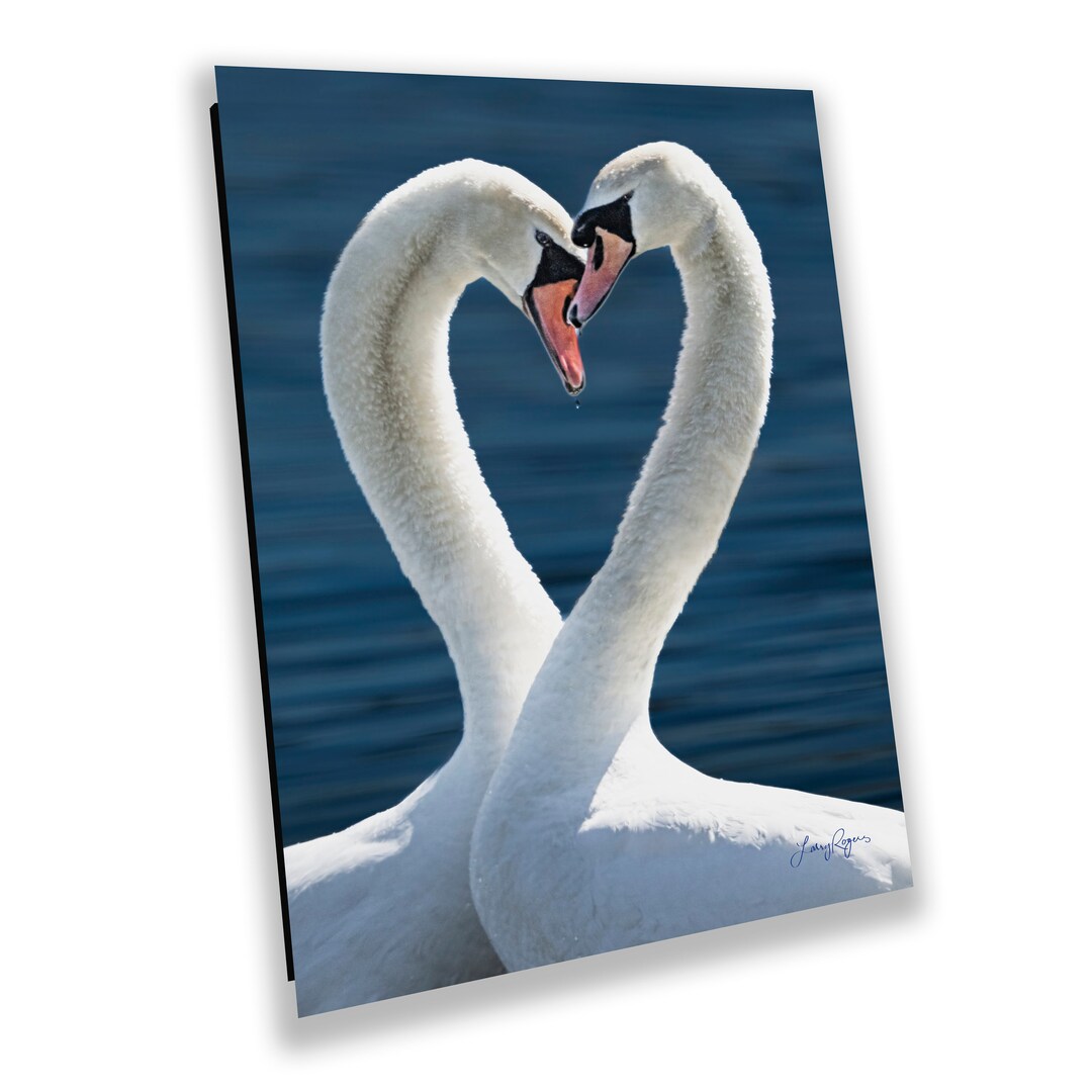 Swans Embrace, Anniversary, Birthday. Love Birds, Wildlife Art on Paper ...