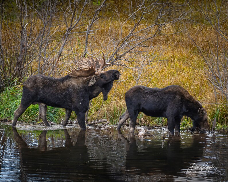 Hoback, Famous Bull Moose of Grand Teton National Park, Western Wall ...