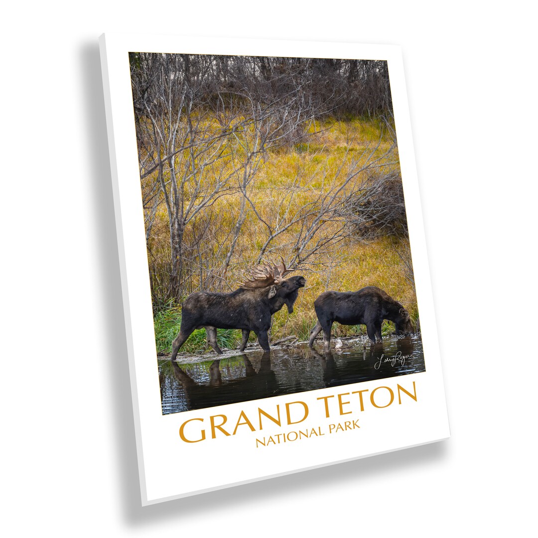 Famous Bull Moose "hoback" and Mate, Grand Teton National Park, Western ...