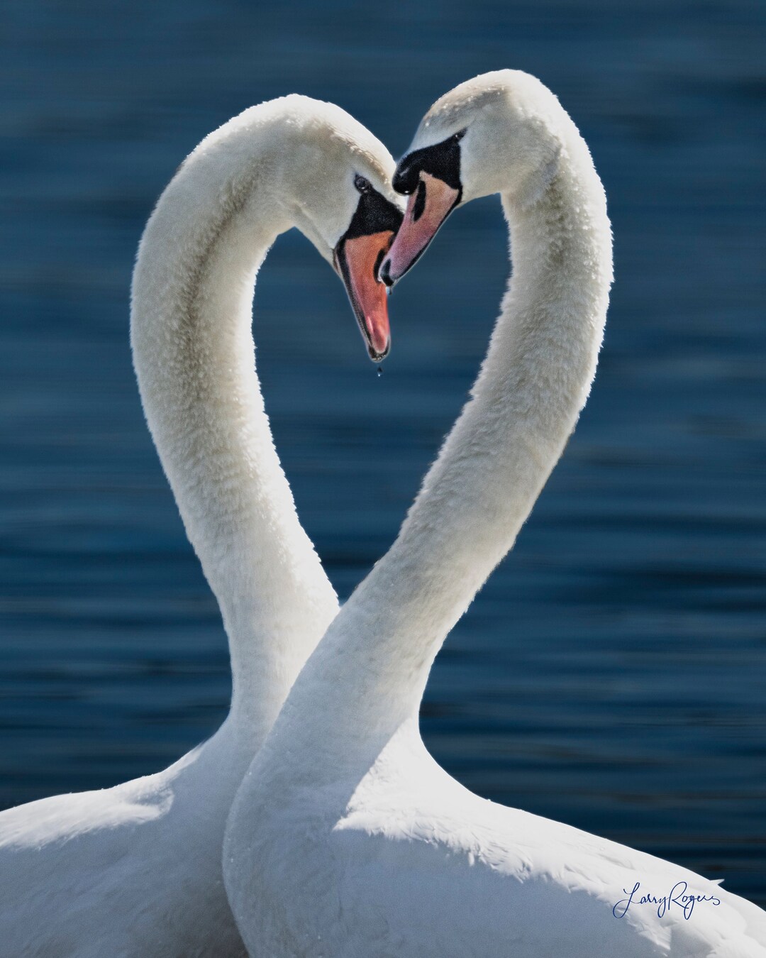 Swans Embrace Anniversary Birthday. Love Birds Wildlife Art - Etsy