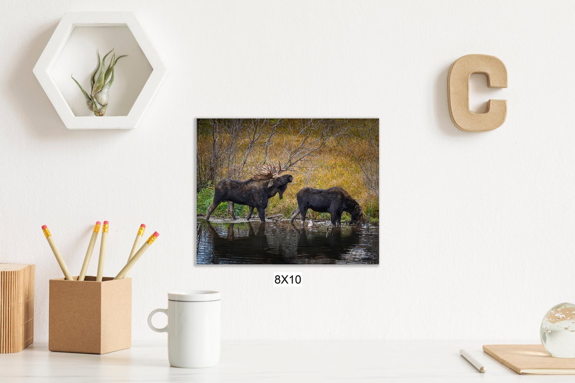 Hoback, Famous Bull Moose of Grand Teton National Park, Western Wall ...