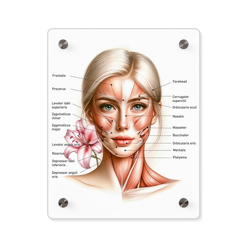 Female Facial Muscles Labeled, Cosmetic Injector Tool, Facial Anatomy ...