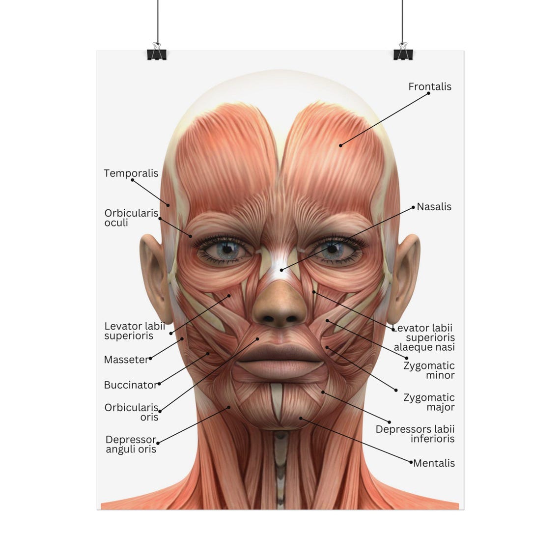 Customized With Logo Facial Muscles Rolled Poster, Facial Anatomy Med ...