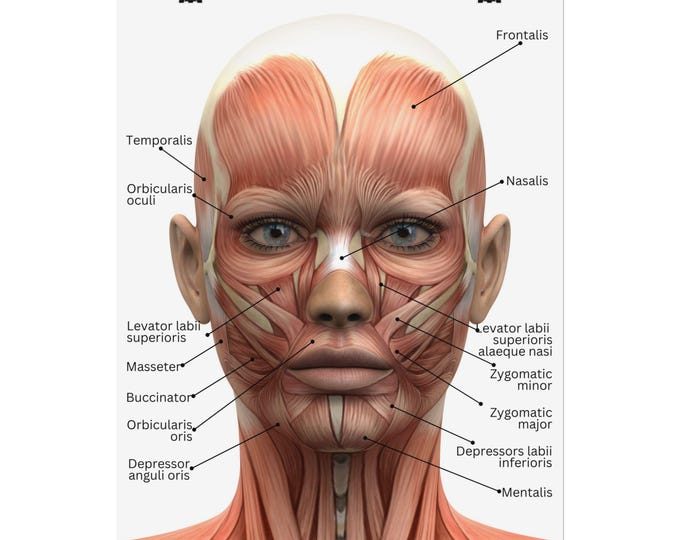 Signs of Facial Aging Rolled Poster, Med Spa Poster, Esthetician Wall ...
