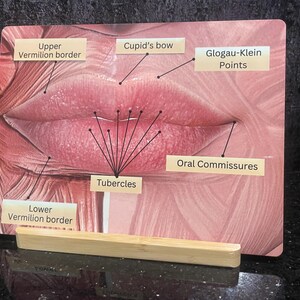 Facial Anatomy Lip Anatomy Medical Spa Board, Medspa Practitioner ...