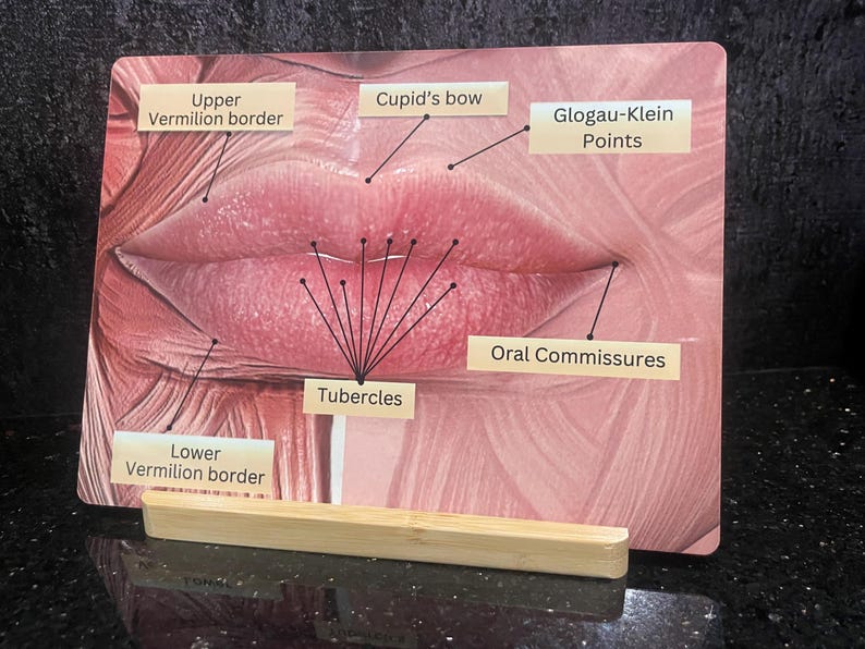 Facial Anatomy Lip Anatomy Medical Spa Board, Medspa Practitioner ...