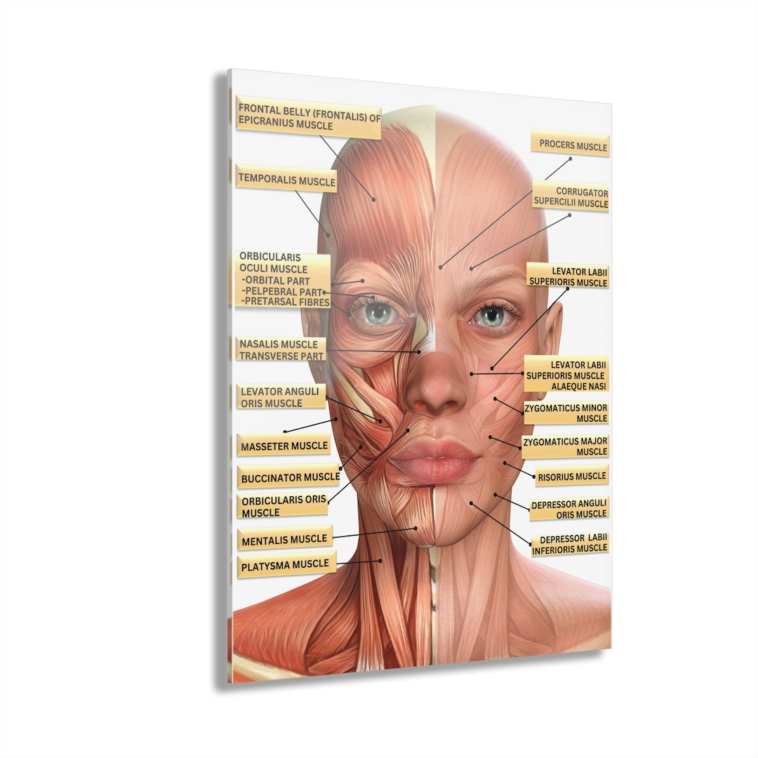 Facial Anatomy Visual Aid, Facial Muscles Labeled, Cosmetic Injector ...