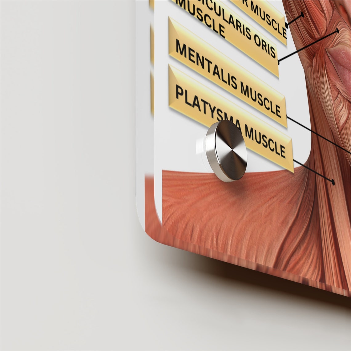 Facial Muscles Labeled, Cosmetic Injector Tool, Facial Anatomy Visual ...