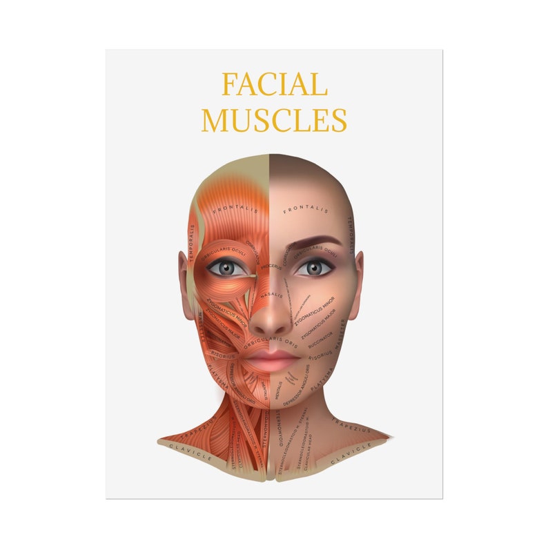 Female Facial Anatomy Muscles Labeled Rolled Poster - Etsy