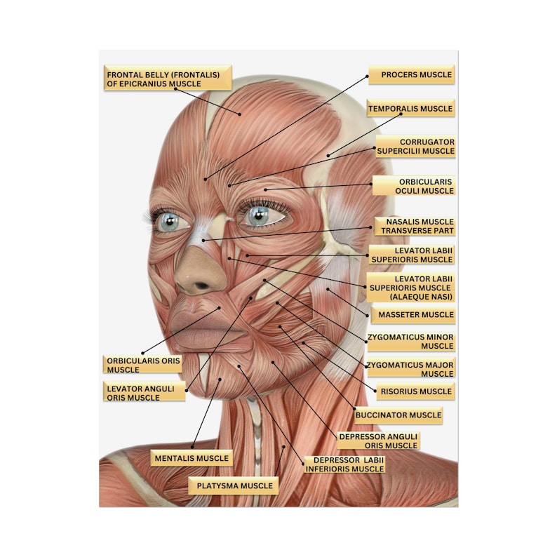 Female Facial Anatomy Muscles Rolled Poster, Medspa Nurse Injector ...