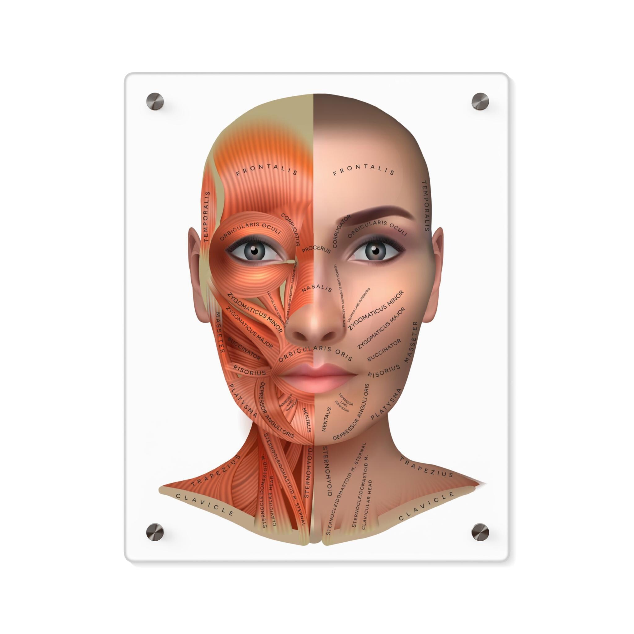 Female Facial Muscles Art, Cosmetic Injector Tool, Facial Anatomy ...