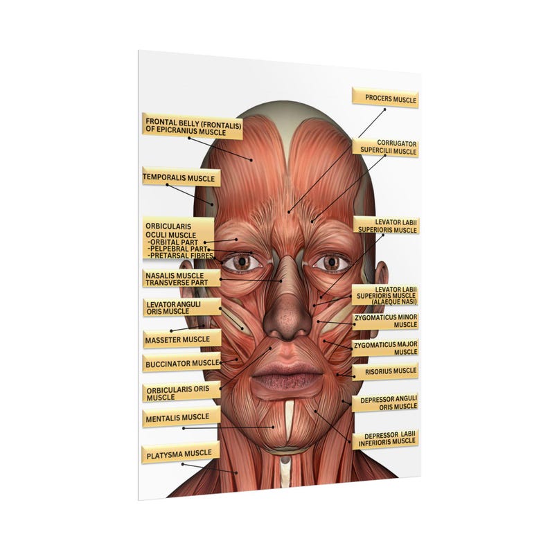 Male Facial Anatomy Muscles Labeled- Rolled Poster - Etsy
