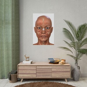 Facial Anatomy Rolled Poster - Etsy