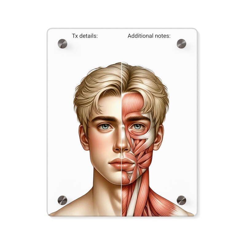 Male Facial Anatomy Acrylic Dry Erase Board for Note Taking/charting ...