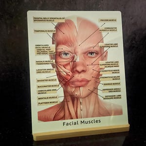 Facial Anatomy Lip Anatomy Medical Spa Board, Medspa Practitioner ...