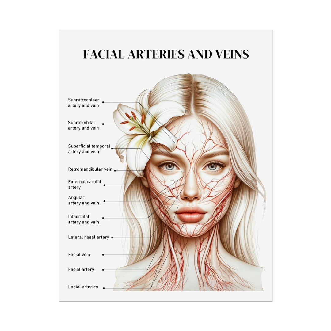 Facial Arteries and Veins Labelled Rolled Poster - Etsy