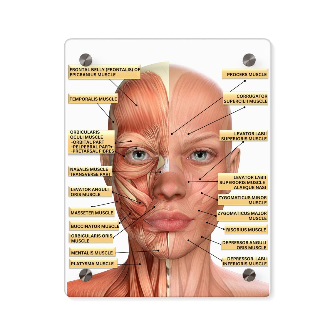 Facial Muscles Labeled, Cosmetic Injector Tool, Facial Anatomy Visual ...