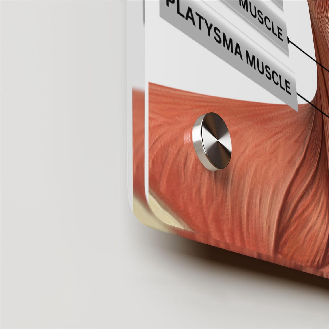 Facial Muscles Labeled, Cosmetic Injector Tool, Facial Anatomy Visual ...