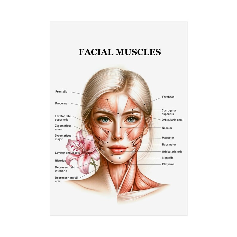 Female Facial Anatomy Muscles Rolled Poster, Medspa Nurse Injector ...