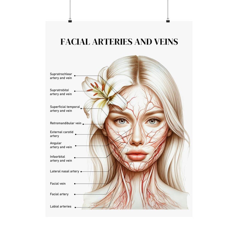 Facial Arteries and Veins Poster, Botox Treatment Poster, Med Spa Decor ...