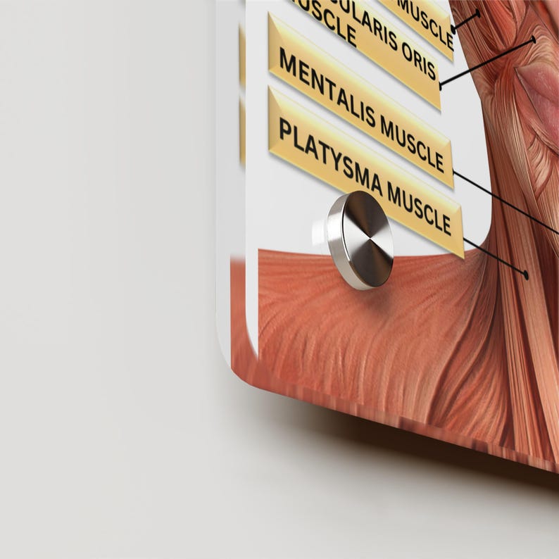 Facial Muscles Labeled, Cosmetic Injector Tool, Facial Anatomy Visual ...