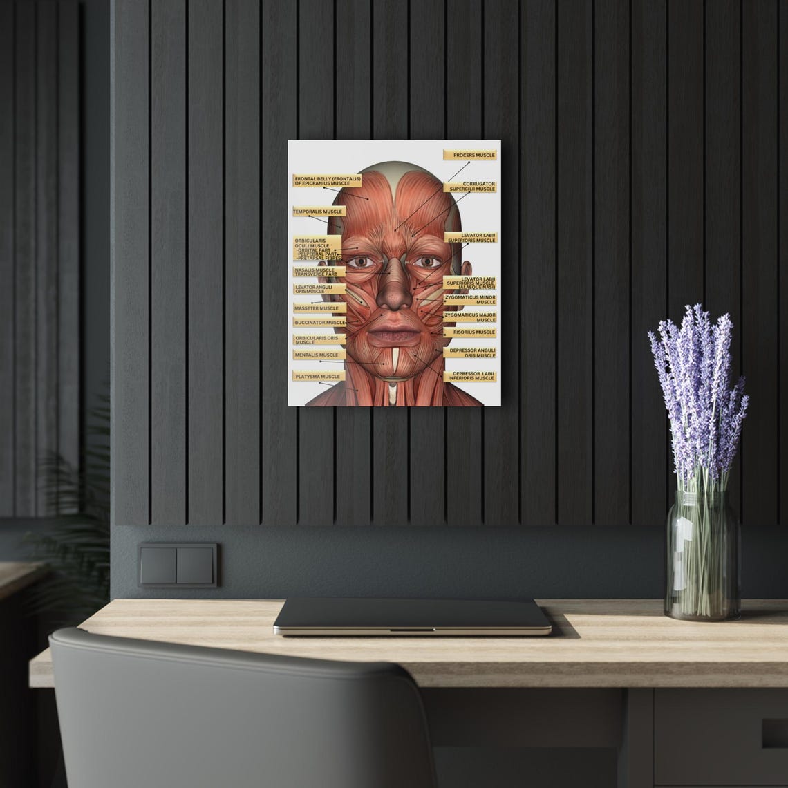 Male Facial Anatomy Visual Aid, Facial Muscles Labeled, Cosmetic ...