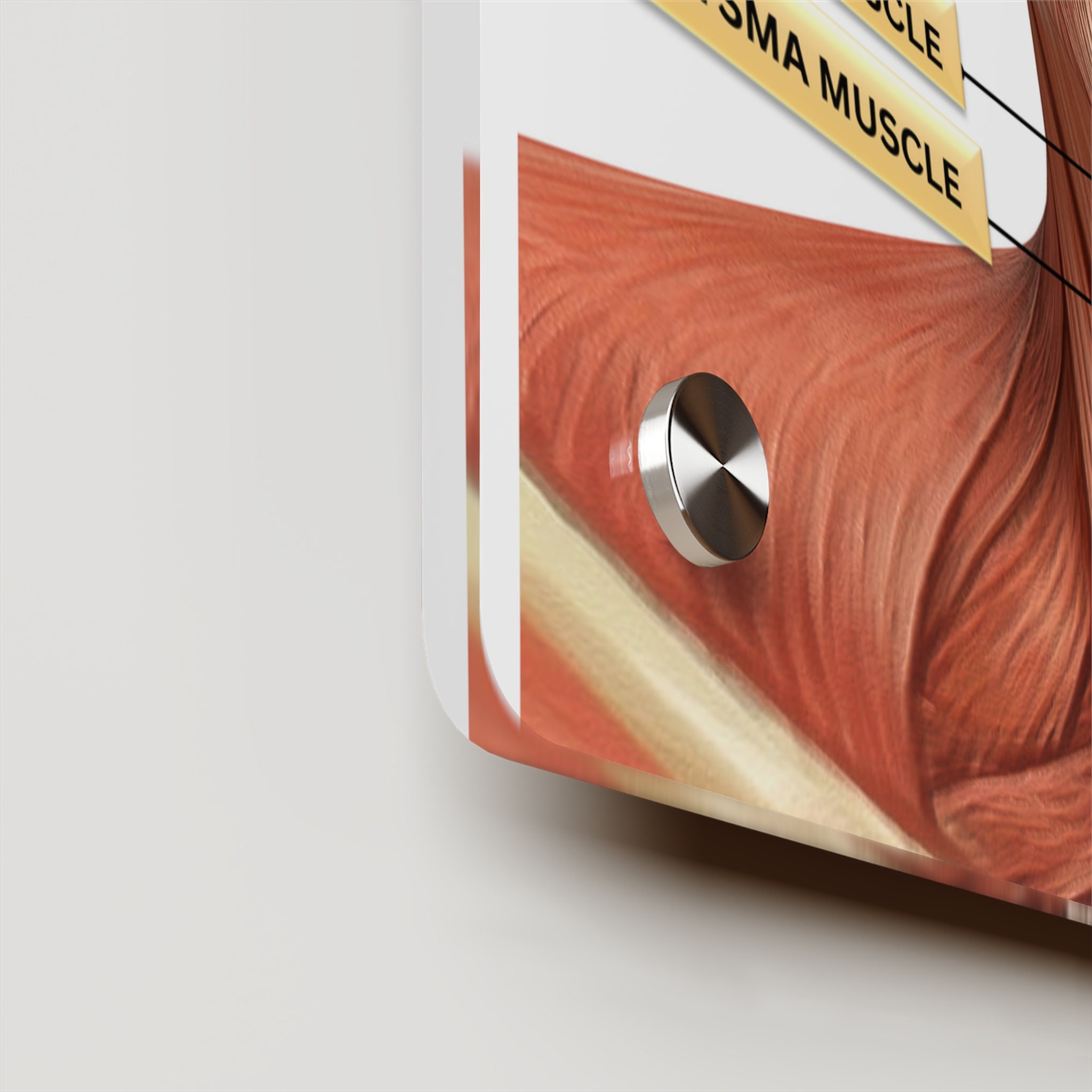 Facial Muscles Labeled, Cosmetic Injector Tool, Facial Anatomy Visual ...