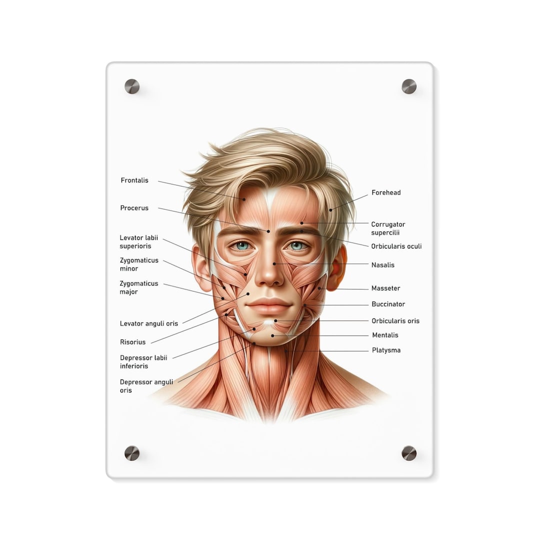 Customized Man Facial Muscles Labeled, Cosmetic Injector Tool, Facial ...